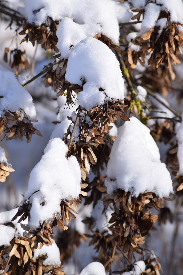 Maple in Winter stock image. Image of winter, maple - 210244391