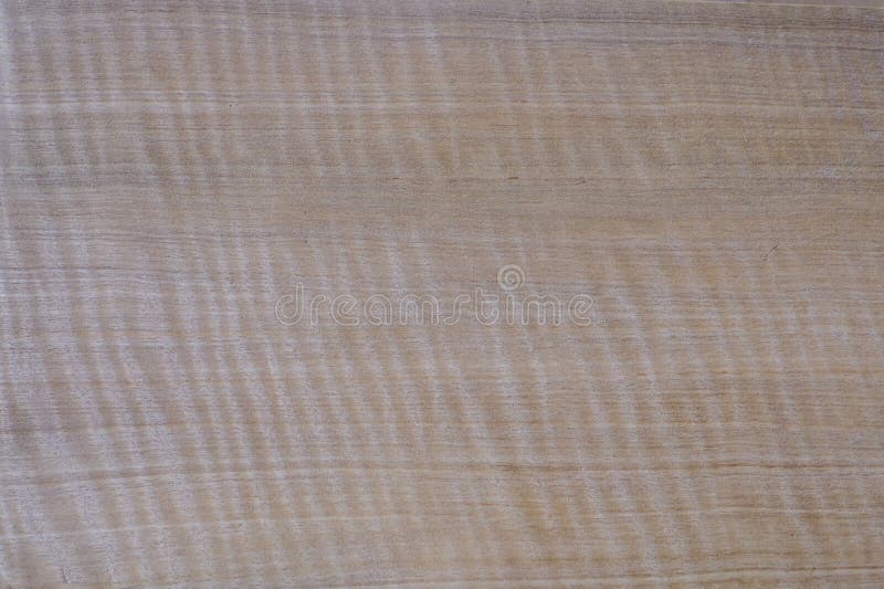 Maple Wood Has Tiger Stripe Stock Image - Image of white, pendants ...