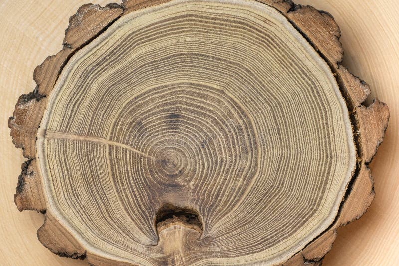Maple Wood Slice Showing Cross-section Pattern Stock Image - Image of ...