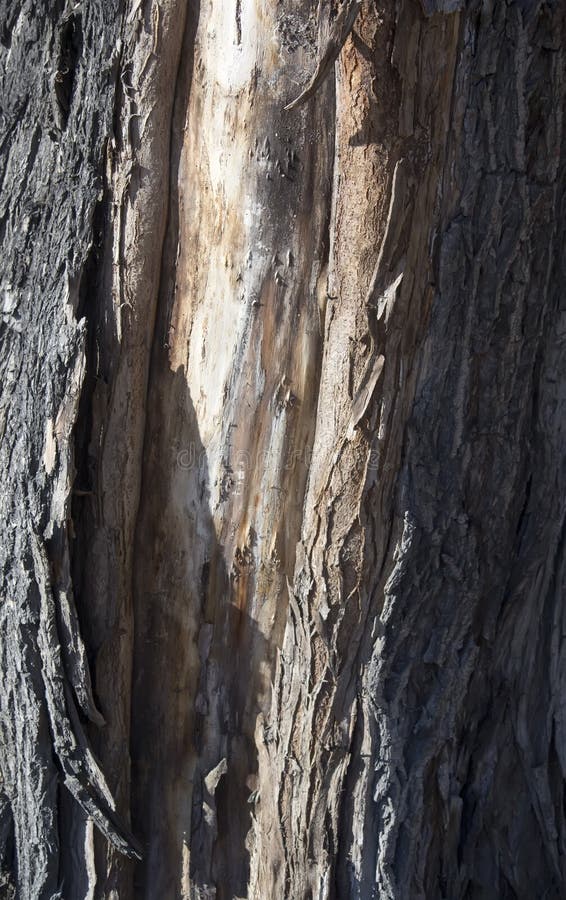 Maple Wood Texture. Texture for Design Stock Photo - Image of parquet ...