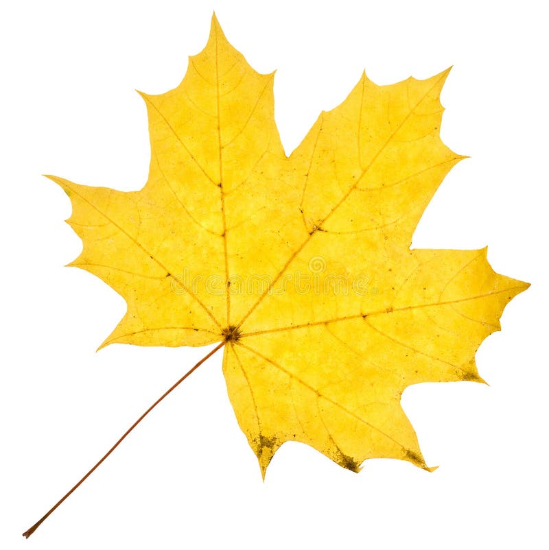Maple Yellow Leaves in the Park, Lie on the Ground. the Height of ...
