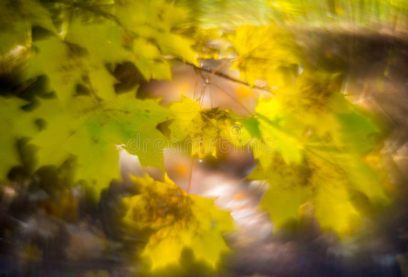 Maple Yellow Leaves in Fall Stock Photo - Image of autumn, leaves ...