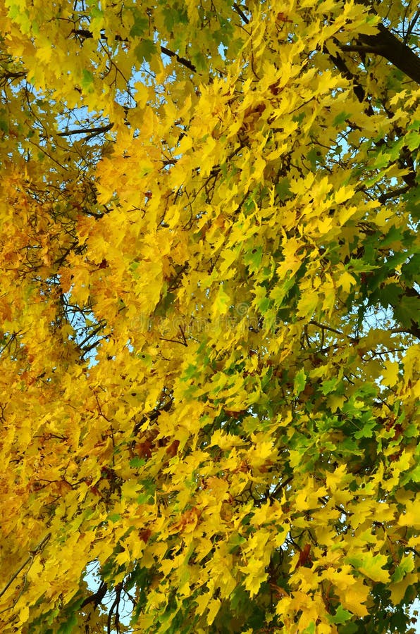 Maple yellow leaves. stock photo. Image of october, nset - 103733120