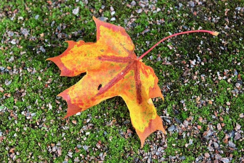 MapleLeaf03 stock photo. Image of yellow, maple, pebbles - 158577834
