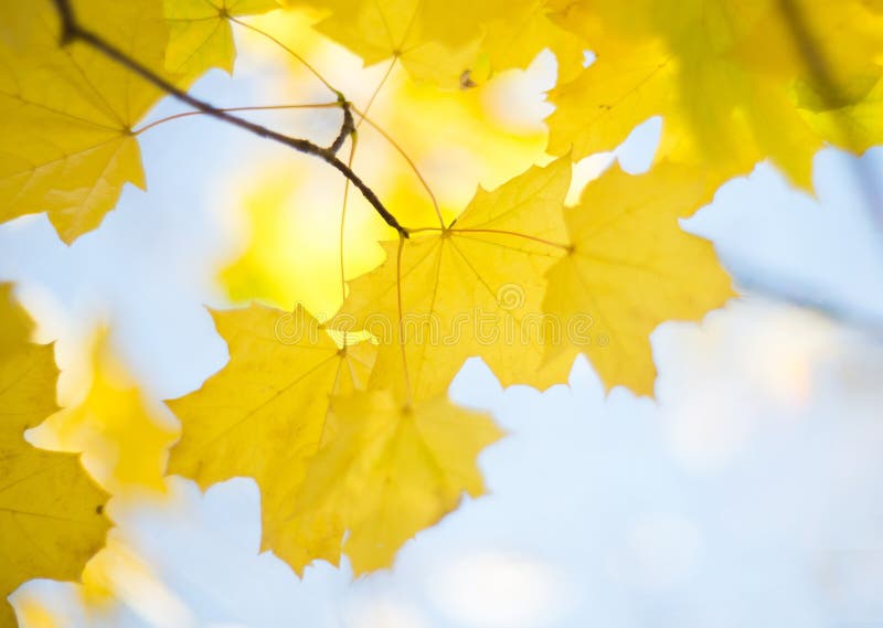 Maples Autumn Golden Fall Background Stock Photo - Image of flora ...