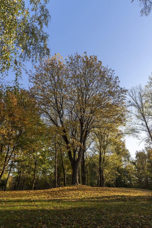 Maples and Other Deciduous Trees in the Autumn in the Park Stock Photo ...