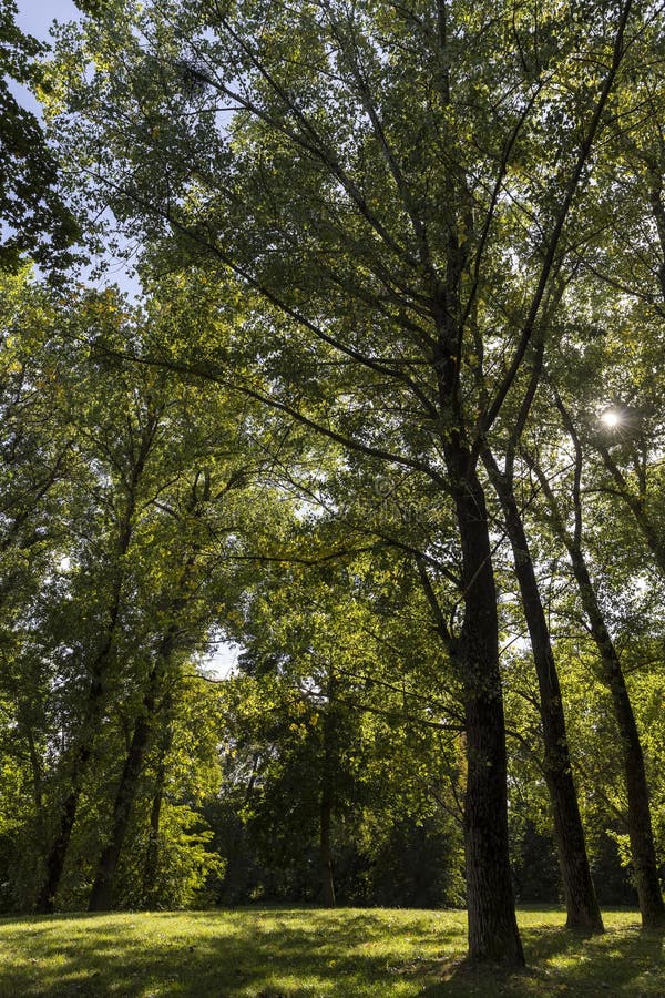 Tree Shadows on Glass in Frost Stock Image - Image of details, crystal ...