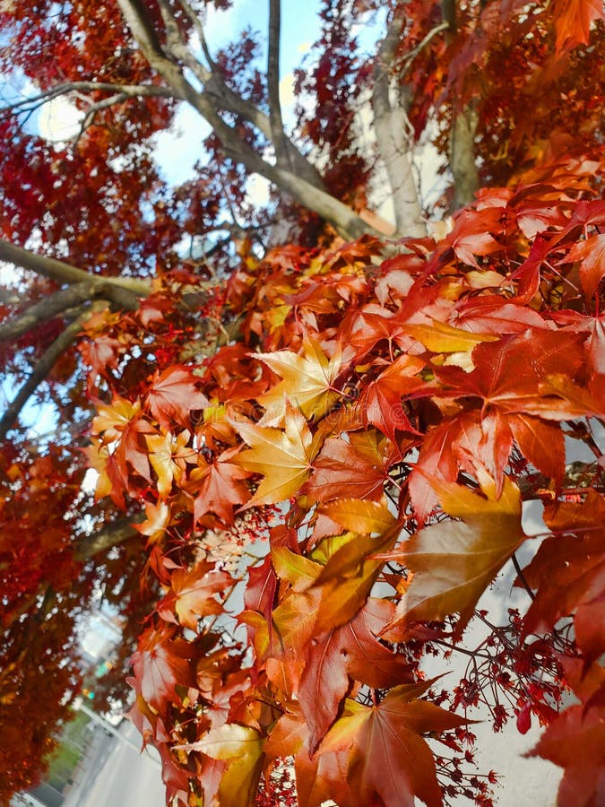Maples Red Leaves of Spring Stock Image - Image of plant, flower: 216471319