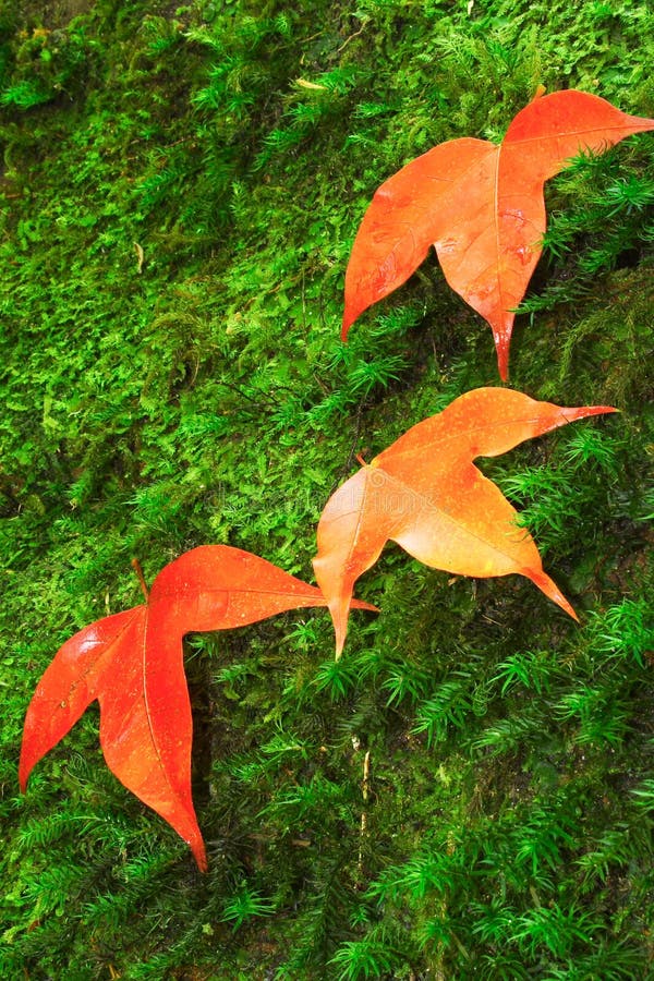 Maples stock image. Image of foliage, flora, autumn, season - 52433609