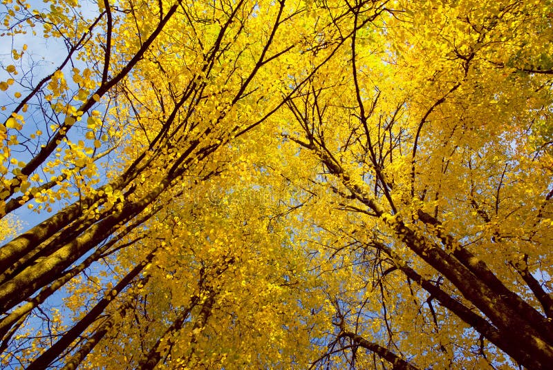 Maples trees stock image. Image of colour, botany, angle - 6849677