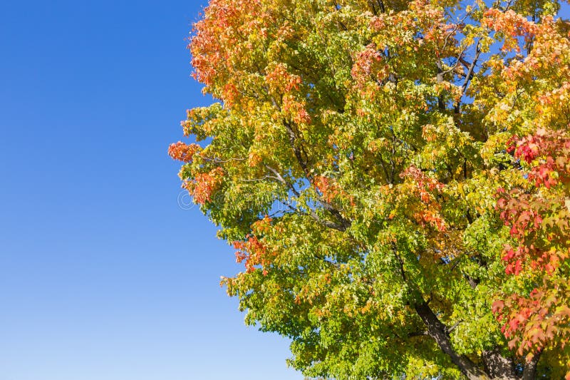 Maples Trees in the Fall stock image. Image of canada - 45623363