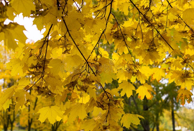 Maple Leaves at Rainy Morning. Background. Stock Image - Image of ...