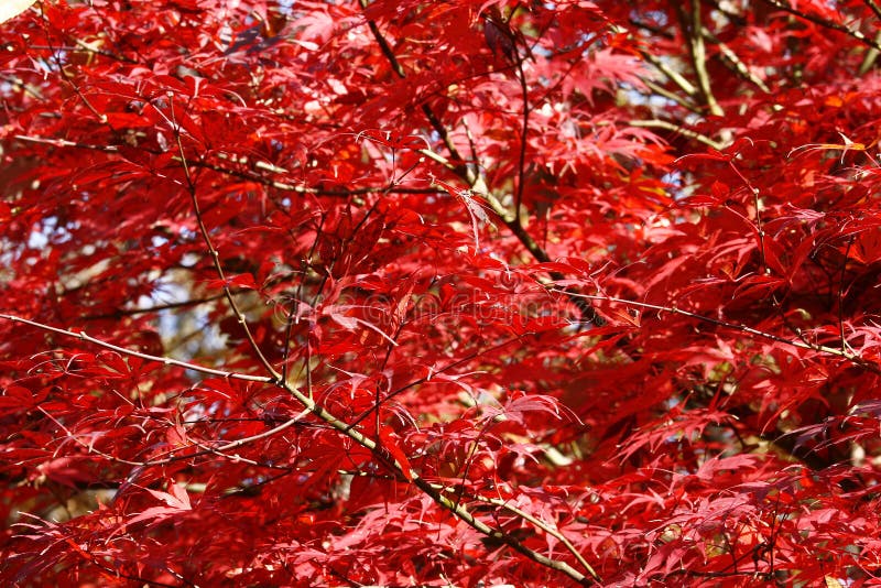 Mapple Tree during Autumn stock image. Image of nature - 7410923