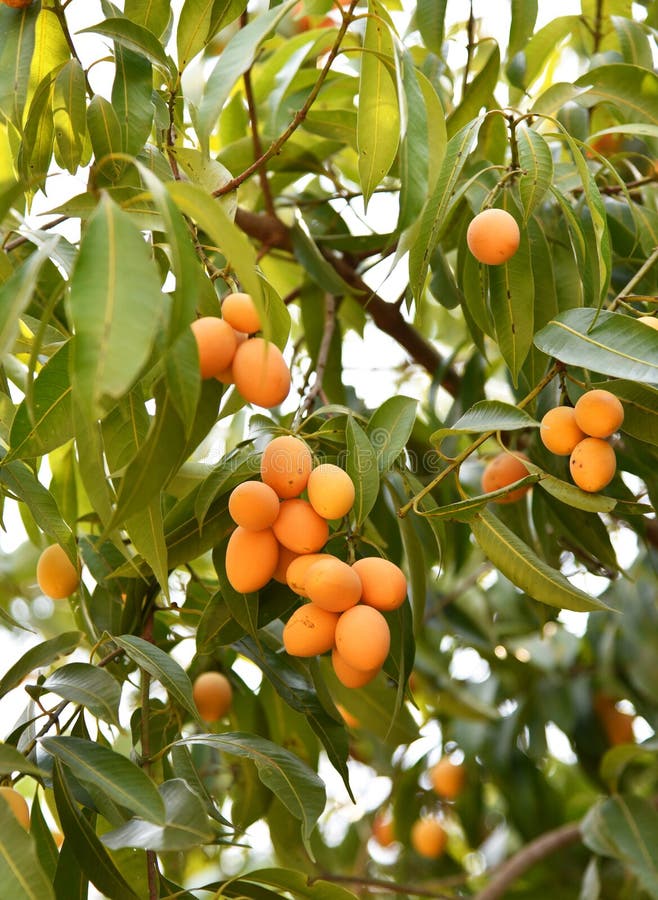 Maprang - Marian Plum stock photo. Image of gourmet, nature - 70057756