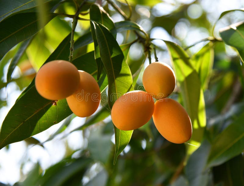 Maprang - Marian Plum stock image. Image of healthy, marian - 70057789
