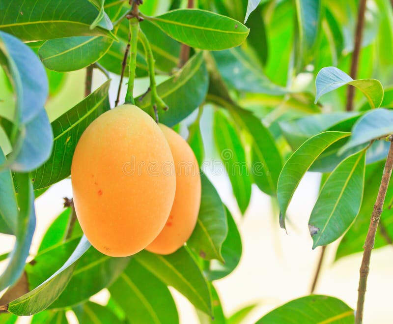 Maprang Marian Plum O Plum Mango Foto de archivo - Imagen de verde ...