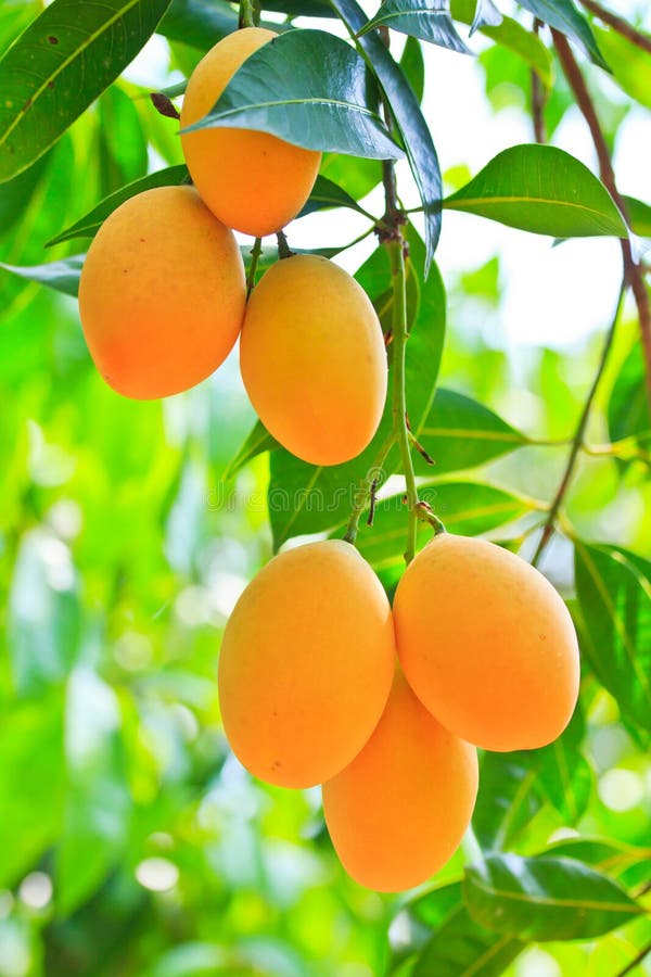 Maprang Marian Plum or Plum Mango Stock Image - Image of asian ...