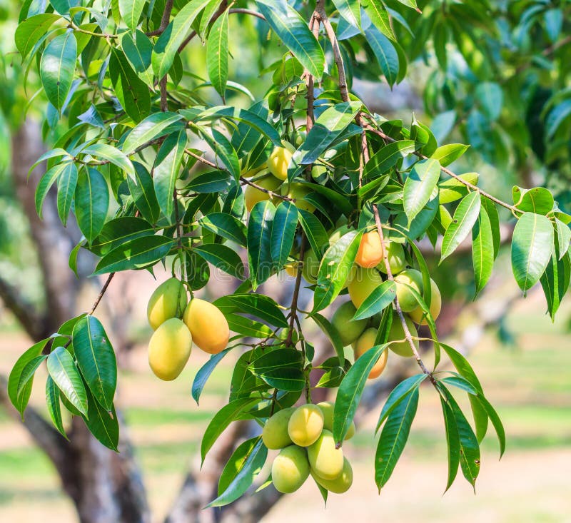 Maprang Marian Plum or Plum Mango Stock Image - Image of mayongchid ...