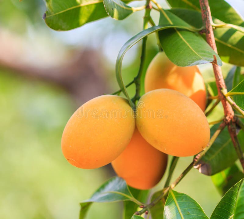 Maprang Marian Plum or Plum Mango Stock Image - Image of juice, glory ...
