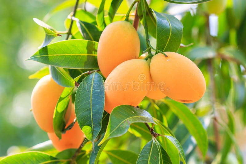 Maprang Marian Plum or Plum Mango Stock Photo - Image of agriculture ...