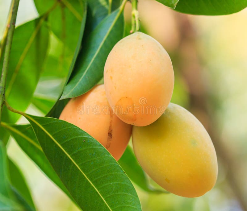 Maprang Marian Plum or Plum Mango Stock Photo - Image of leaf, grocer ...
