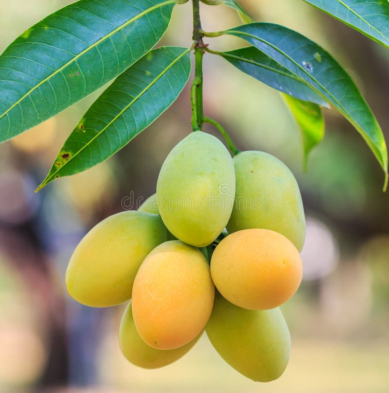 Maprang Marian Plum or Plum Mango Stock Photo - Image of gourmet ...