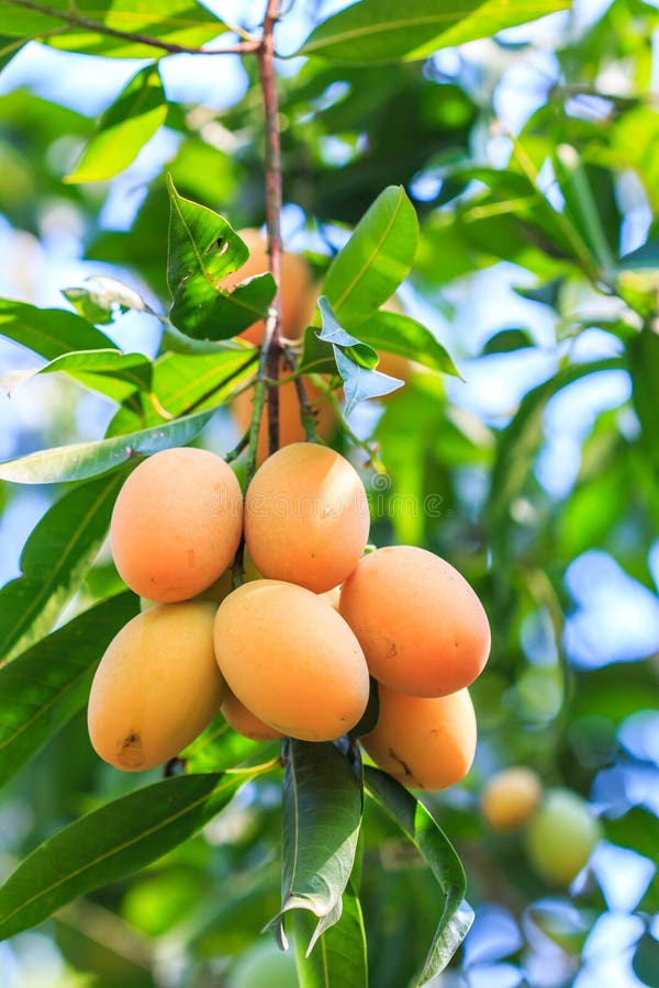 Maprang Marian Plum or Plum Mango Stock Image - Image of fruit, juicy ...