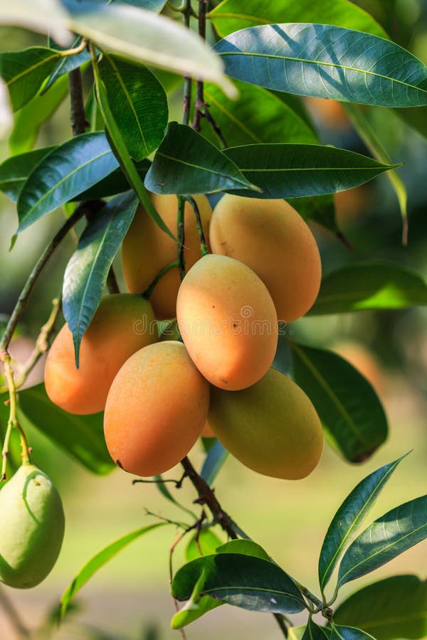 Maprang Marian Plum or Plum Mango Stock Photo - Image of nature, fresh ...