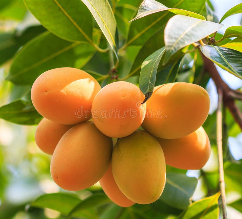 Maprang Marian Plum or Plum Mango Stock Photo - Image of apricot ...