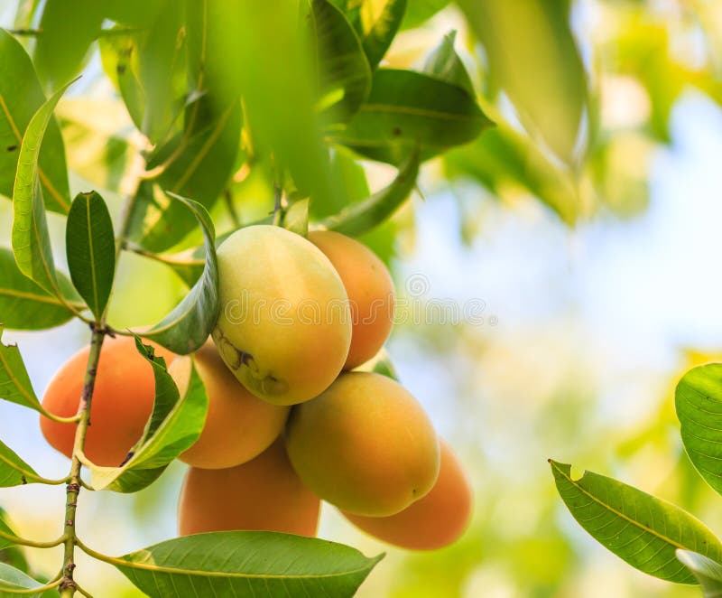 Maprang Marian Plum or Plum Mango Stock Image - Image of dessert ...