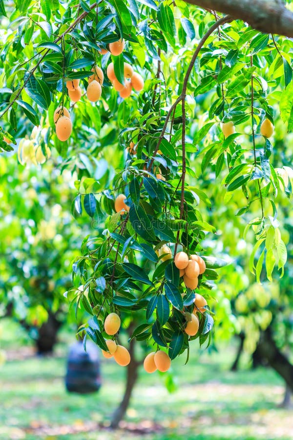 Maprang Marian Plum or Plum Mango Stock Photo - Image of maprang ...
