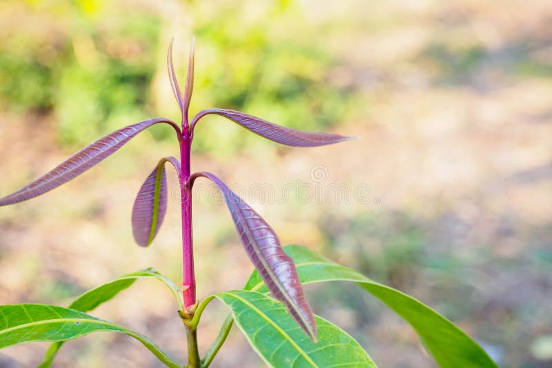 Maprang or Marian Plum or Plum Mango Tree Stock Image - Image of nature ...