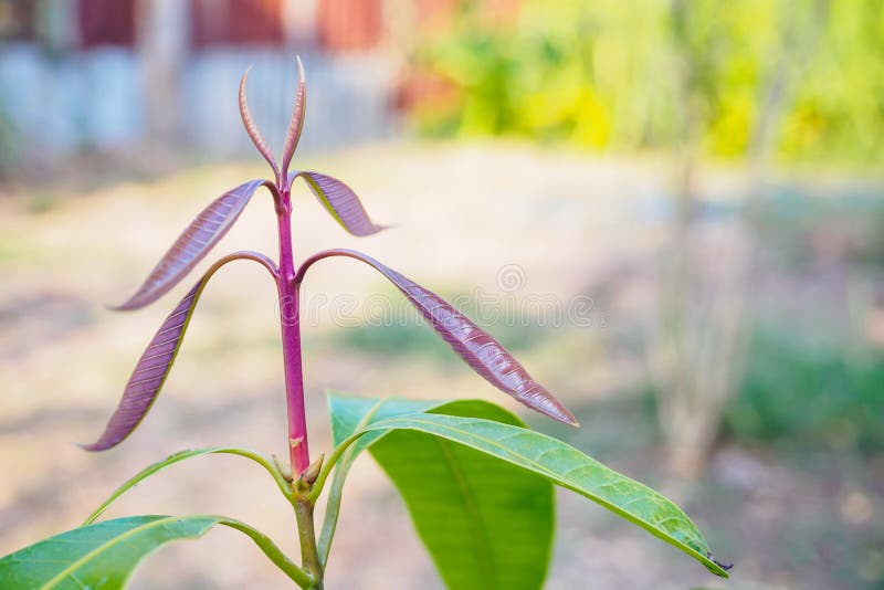 Maprang or Marian Plum or Plum Mango Tree Stock Image - Image of ...