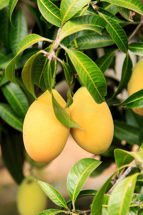The Maprang or Mayongchid or Marian Plum and Plum Mango on Tree Stock ...