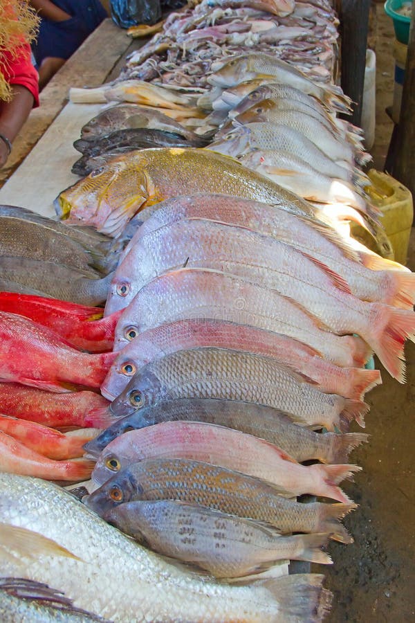 Maputo fish market stock image. Image of marketplace - 25106049