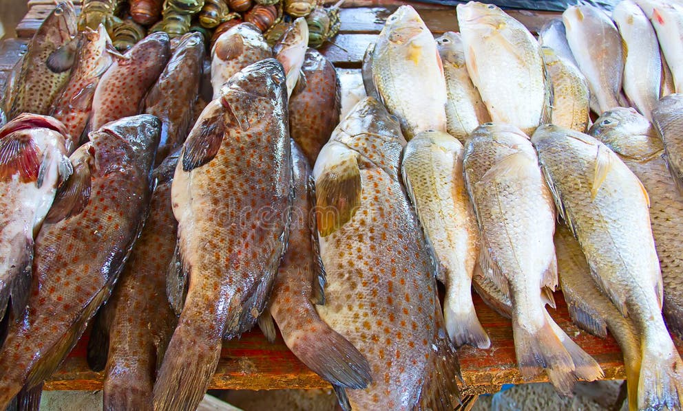Maputo fish market stock image. Image of retail, green - 44518707