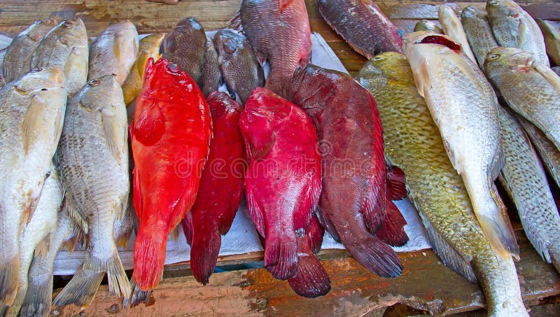 Maputo fish market stock photo. Image of dead, health - 44519036