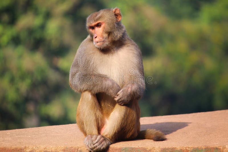 Maqaue Monkey Taking View of Family from Rooftop Stock Photo - Image of ...