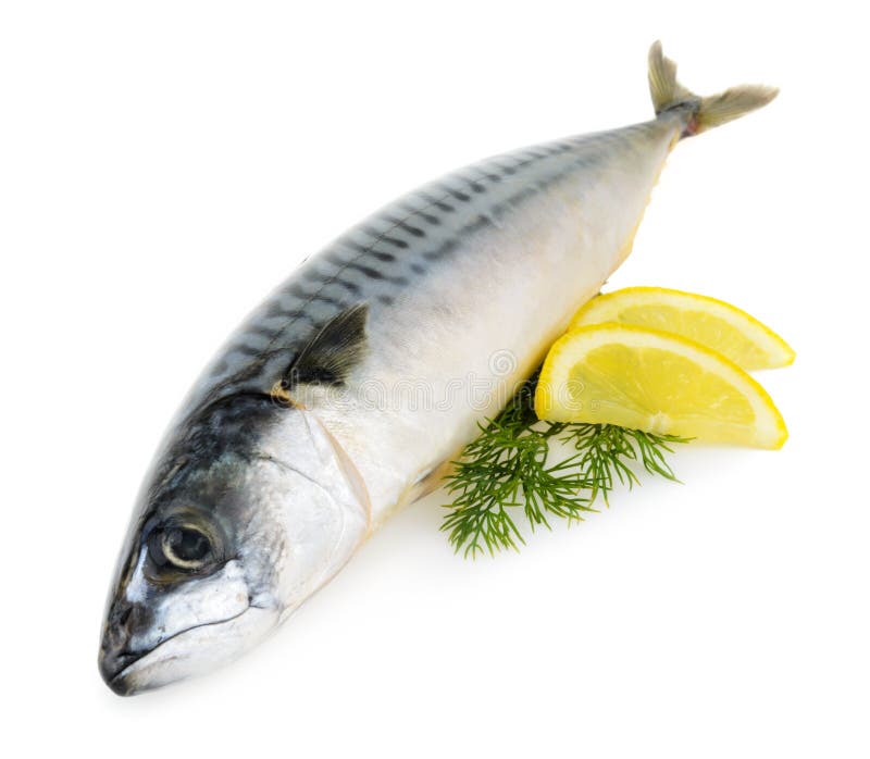 Maquereau D'isolement Par Poissons Photo stock - Image du animal, pêche ...