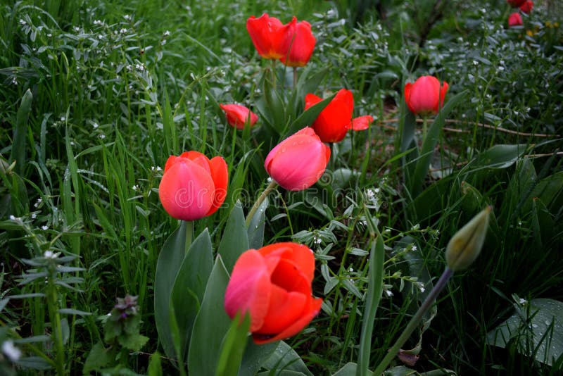 Maquis stock photo. Image of maca, maquis, still, tenderness - 70305084