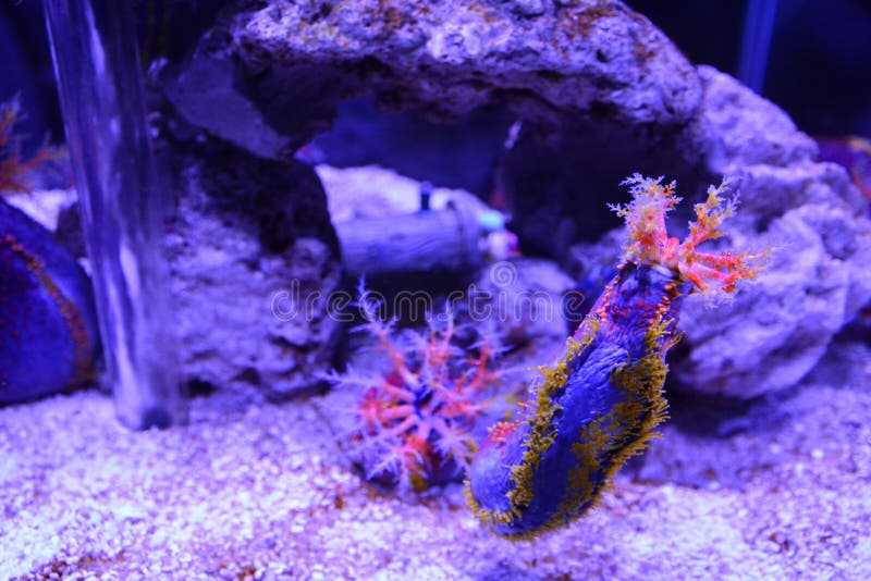 Mar Apple imagem de stock. Imagem de tropical, curso - 81226783