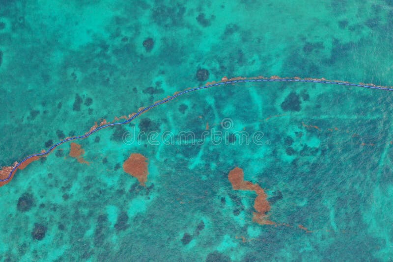 Sargaço Fotos De Stock - Baixe 181 Fotos Royalty Free