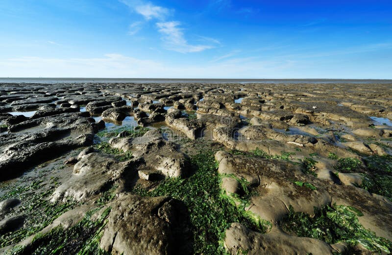 Mar De Wadden En Moddergat, Los Países Bajos Imagen de archivo - Imagen ...