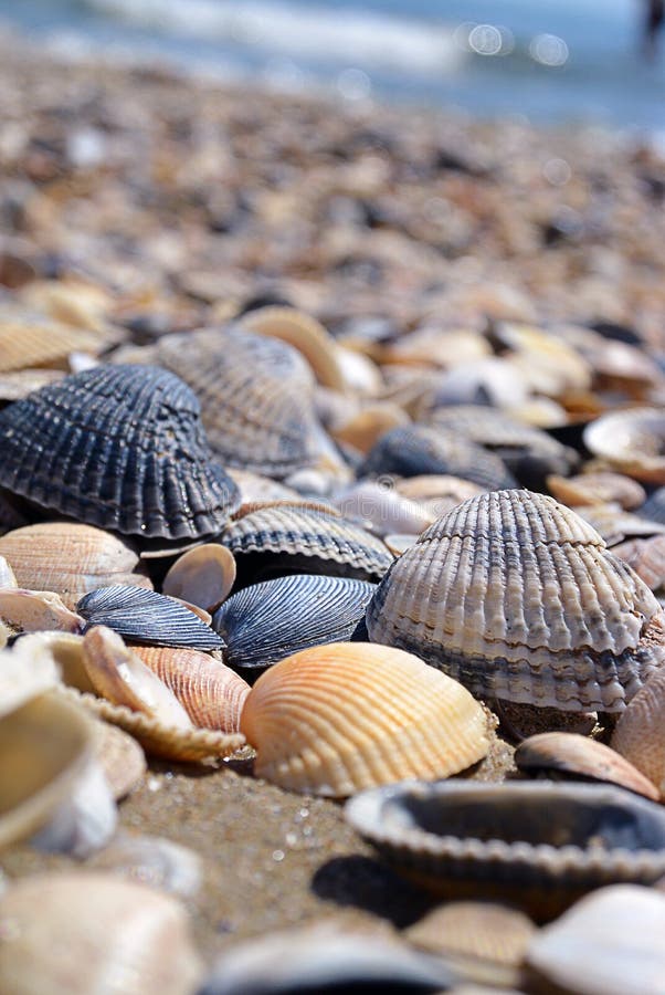 Mar E Conchas Do Mar Praia E Close-up Das Conchas Do Mar Na Praia Costa De Mar Imagem de Stock ...