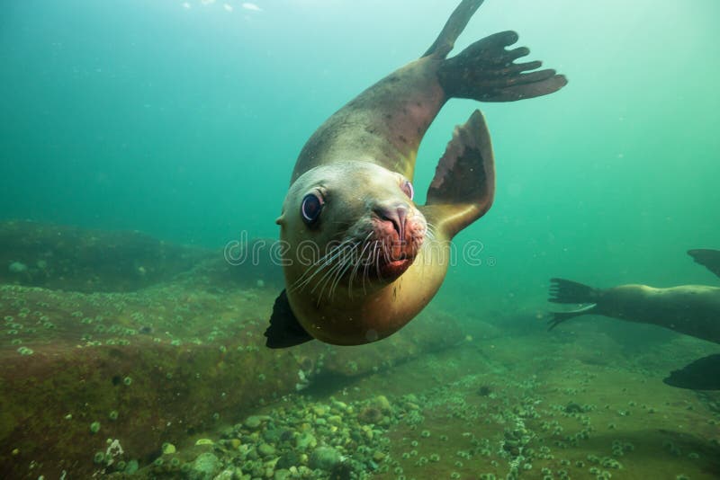 Mar Lindo Lion Portrait Underwater Foto de archivo - Imagen de isla ...