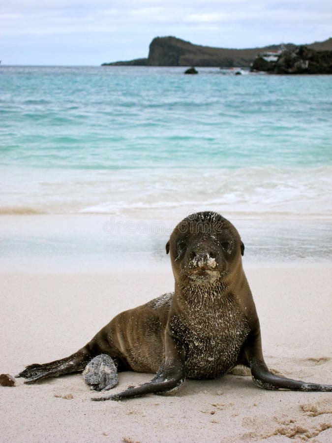 Mar Lion Pup Na Costa De Esponala Imagem de Stock - Imagem de praias ...