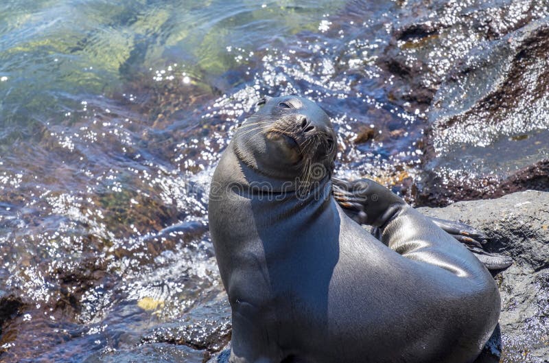 Mar Lion Pup Sunning Himself Imagen de archivo - Imagen de perritos ...