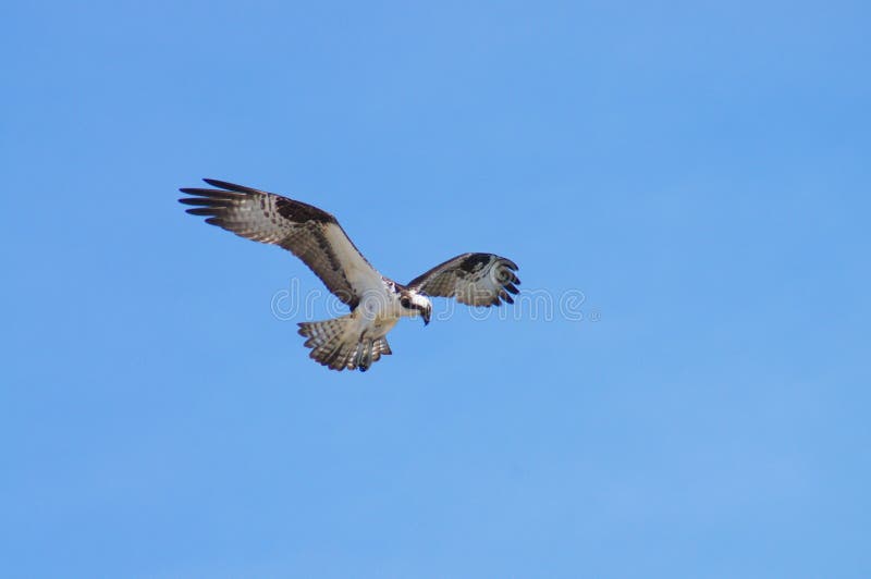 Mar Majestuoso Hawk Soaring High En Outer Banks Foto de archivo ...