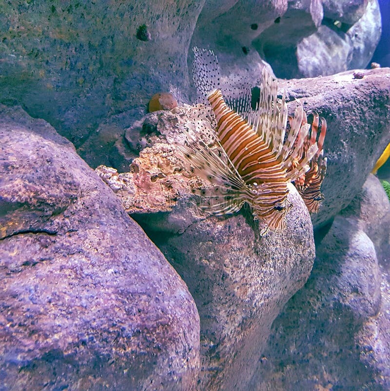 Mar peixe aquario mar stock image. Image of oceano, aquario - 105784937