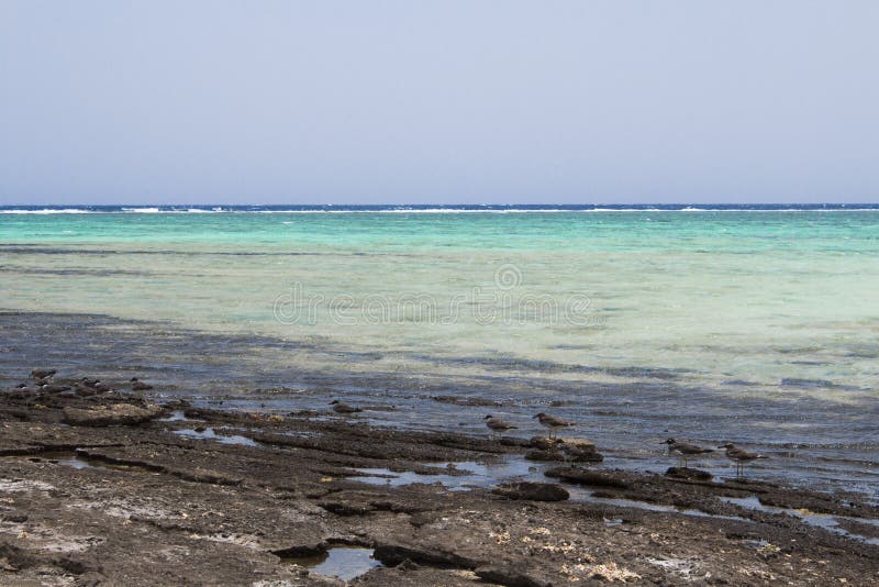 Mar Rojo Egipto De La Playa Del Mar Rojo Foto de archivo - Imagen de ...